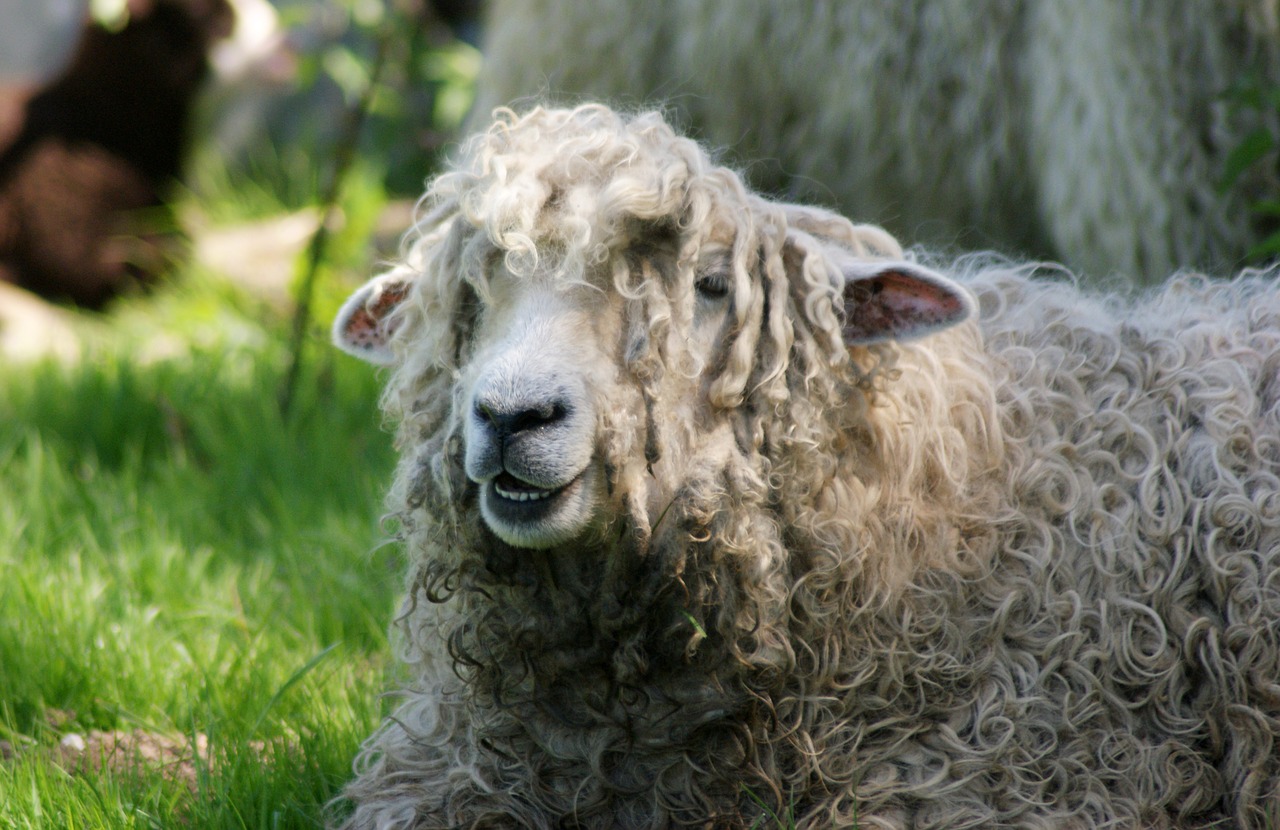 The Good Shepherd: Shear Misery » The Faithful Wanderer